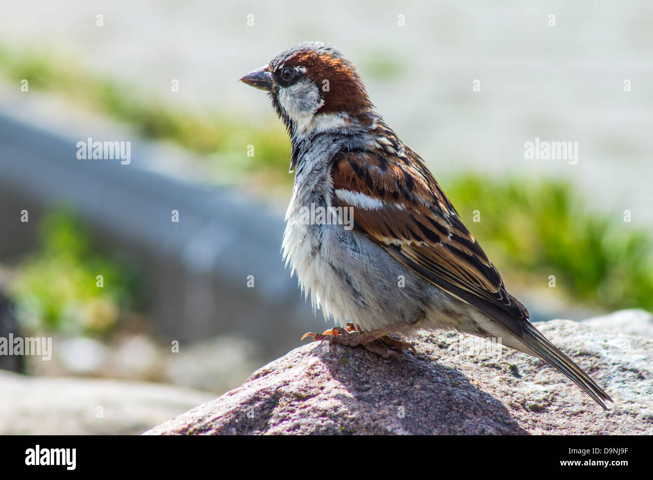 Portrait of a Passer Stock Photo - Alamy