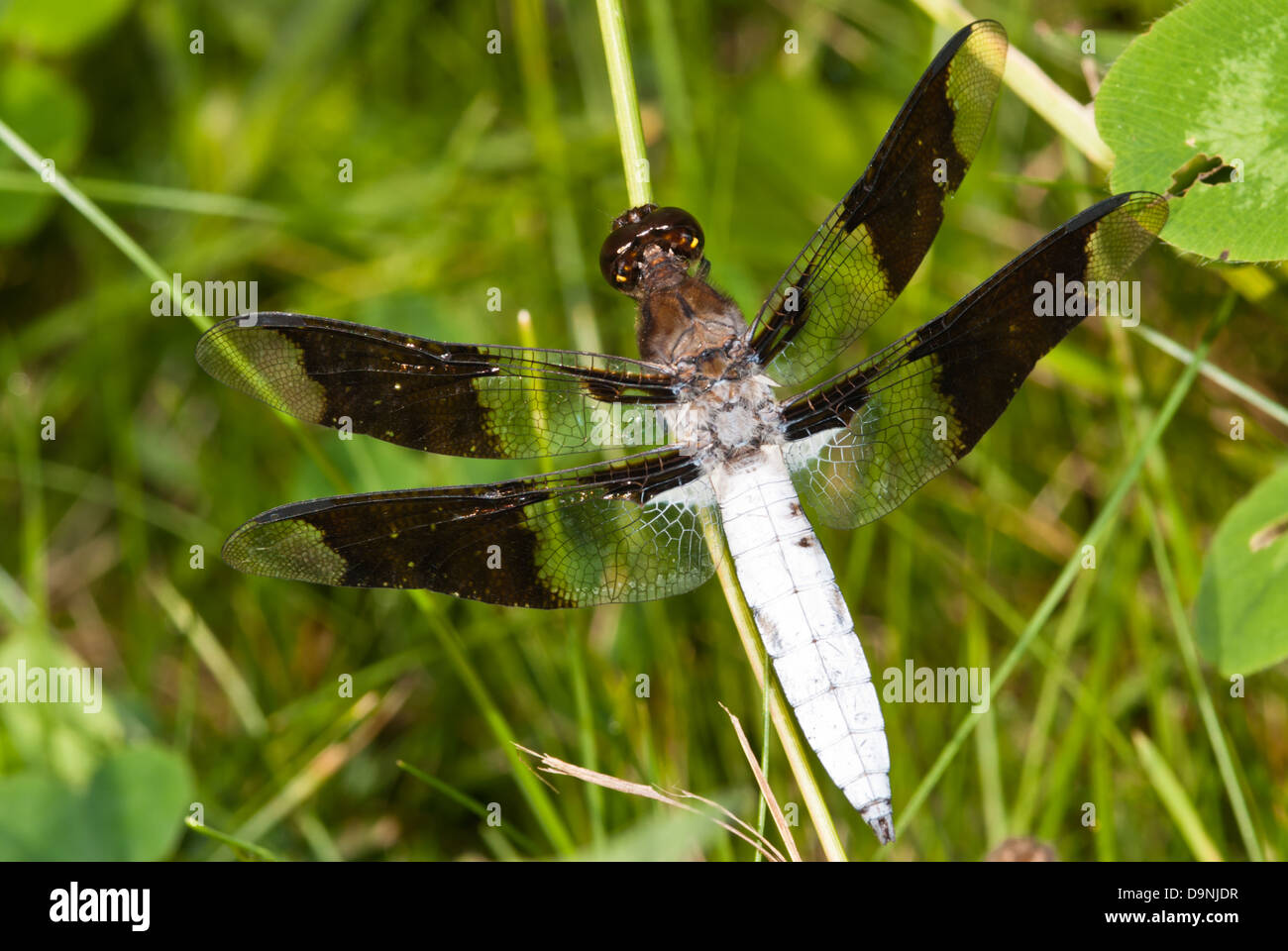 Ontario dragonfly hi-res stock photography and images - Alamy