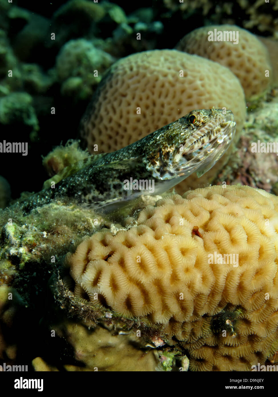 Underwater lizard hi-res stock photography and images - Alamy