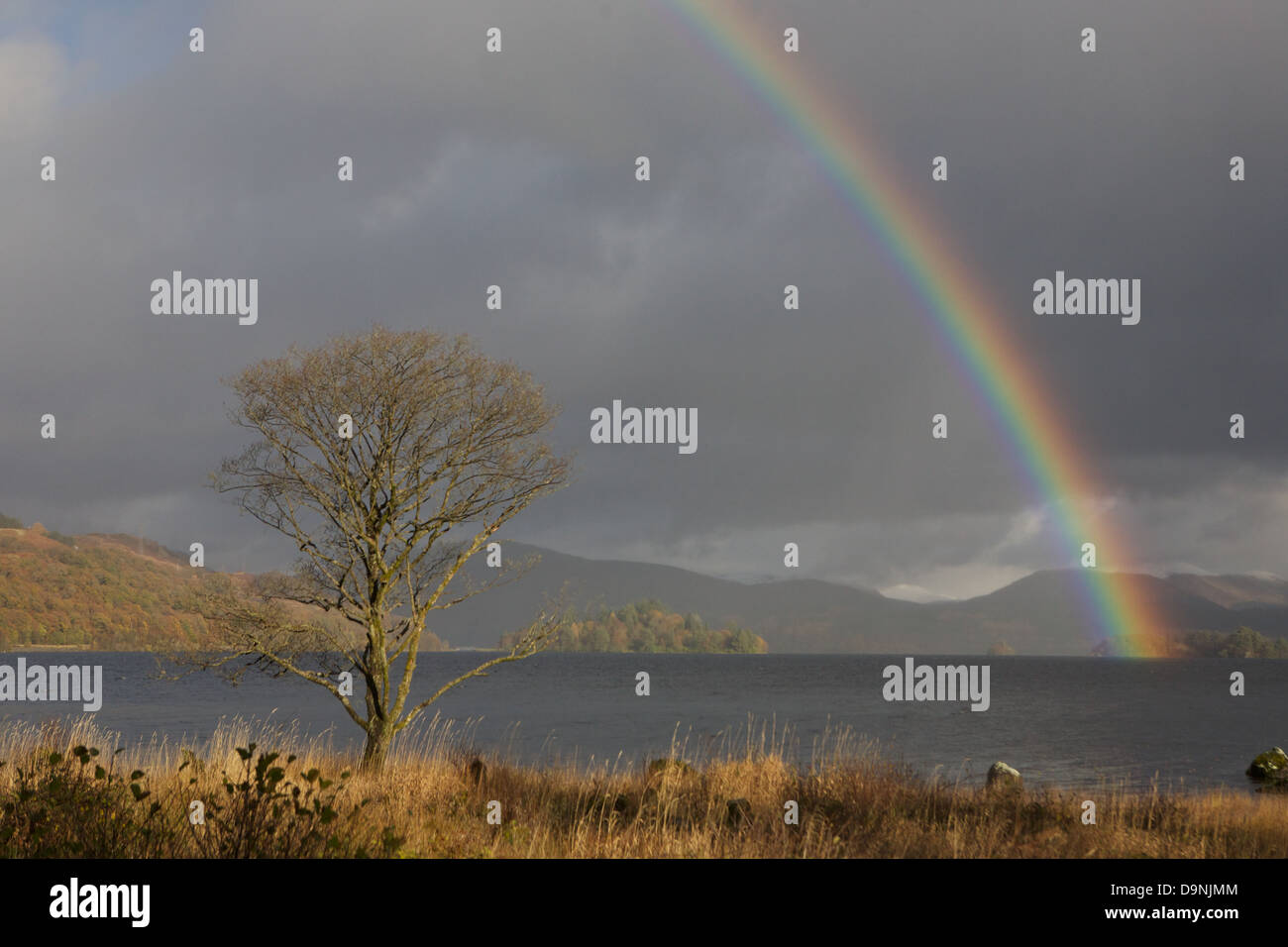 Loch an tree hi-res stock photography and images - Alamy