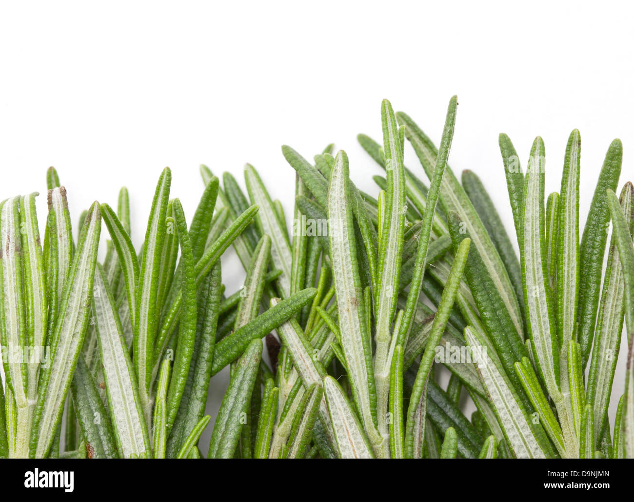 Rosemary border hi-res stock photography and images - Alamy