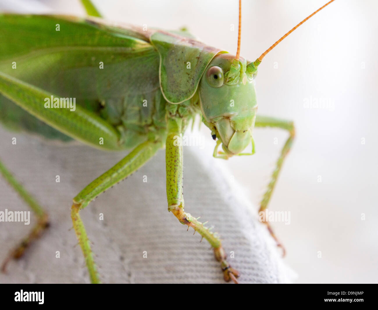 A closeup of a grasshopper Stock Photo - Alamy