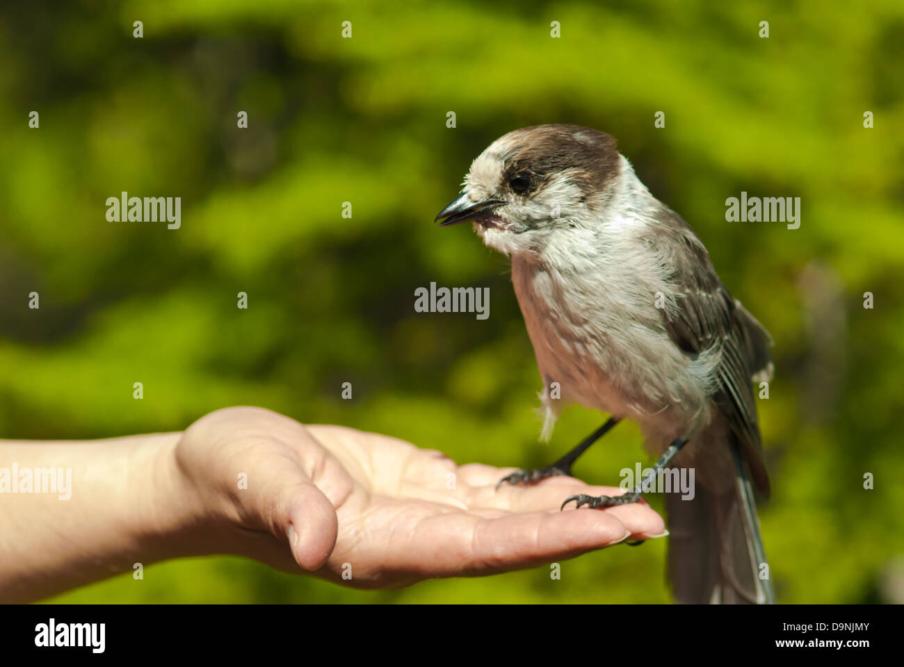 Gray Jay (Perisoreus canadensis) perched on a hand, Strathcona ...