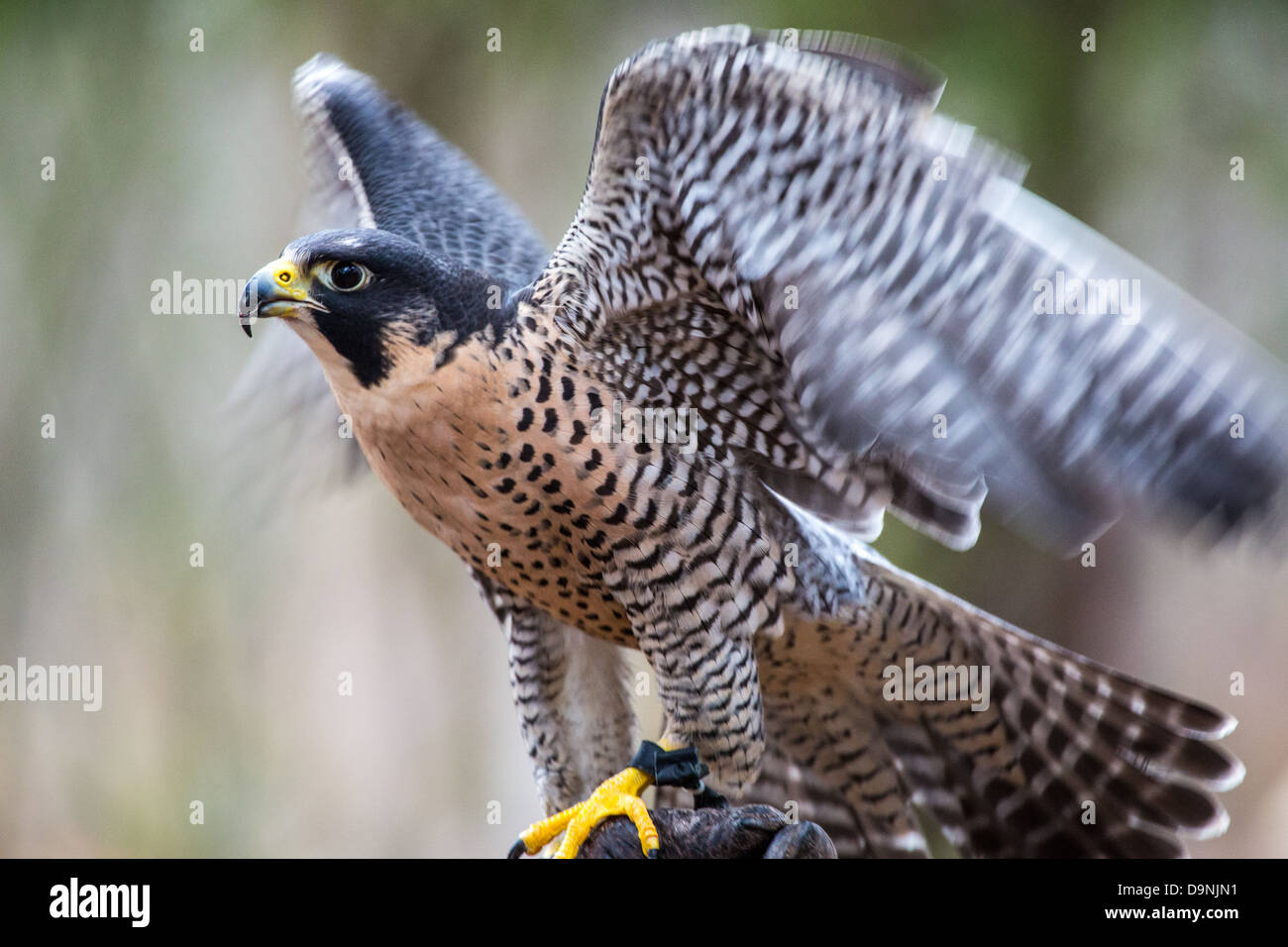 A Peregrine Falcon poses for the camera at the Carolina Raptor Center ...