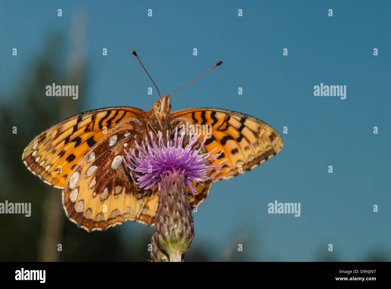 Underside of a northwestern fritillary butterfly (Speyeria hesperis ...
