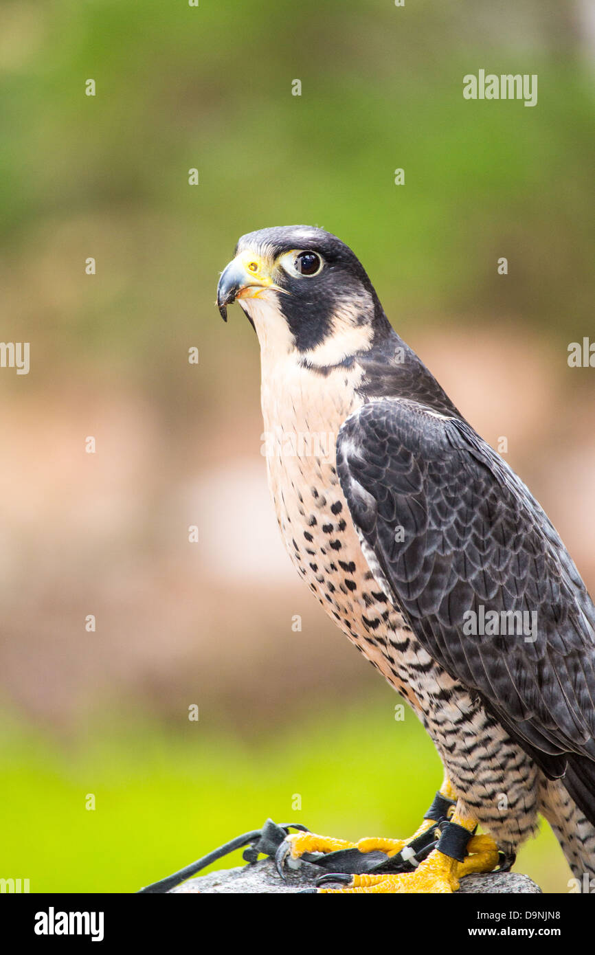 A Peregrine Falcon poses for the camera at the Carolina Raptor Center ...