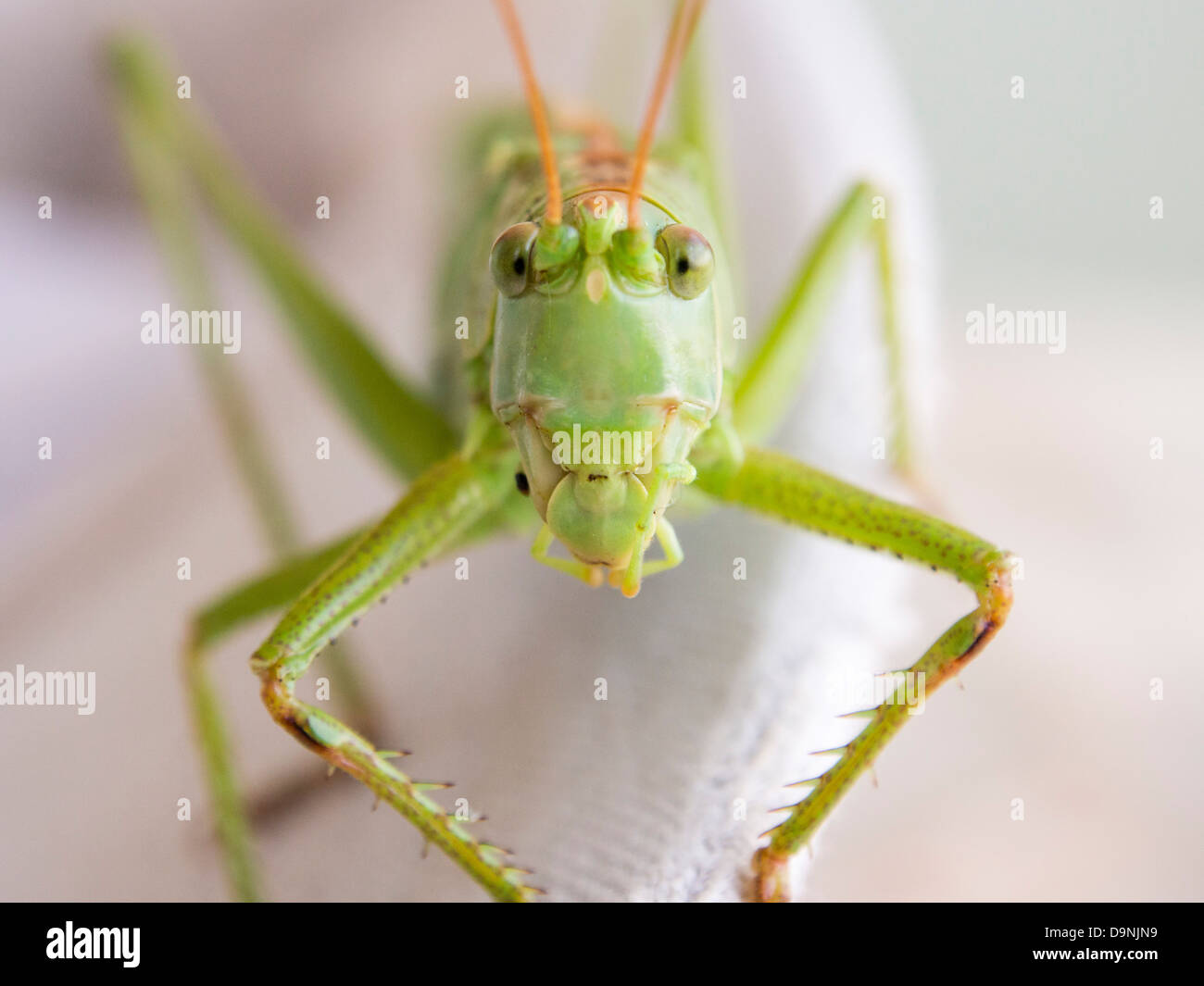 A closeup of a grasshopper Stock Photo - Alamy