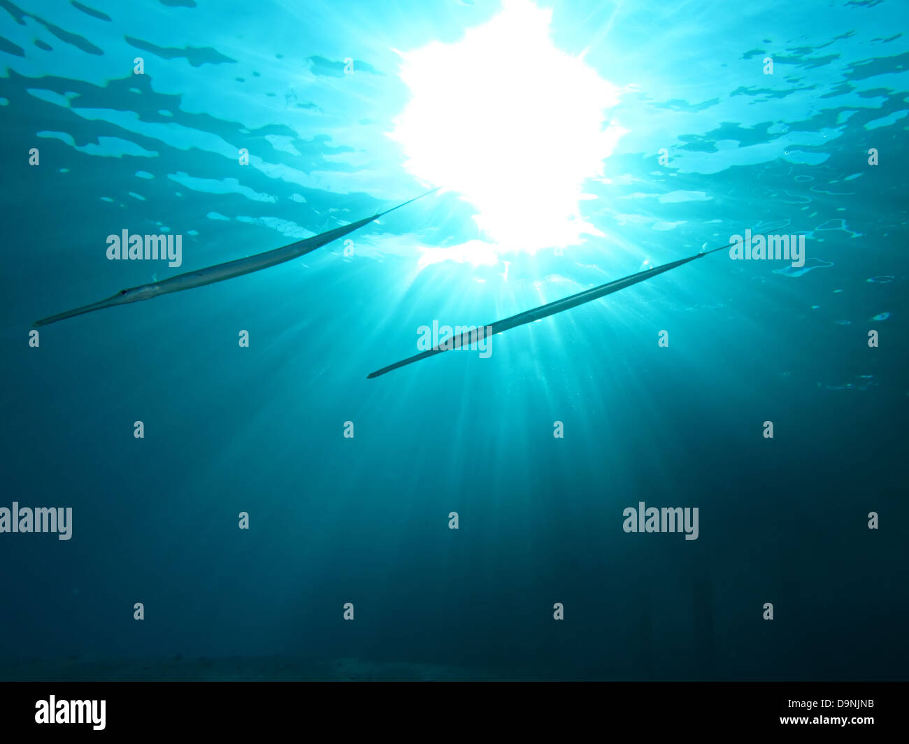 Smooth Cornetfish (Fistularia commersonii Stock Photo - Alamy