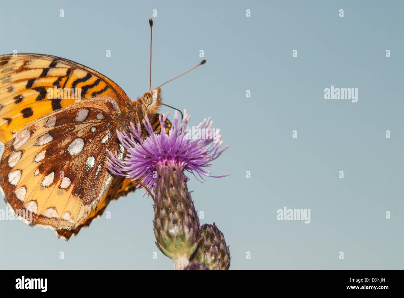 Northwestern fritillary hi-res stock photography and images - Alamy