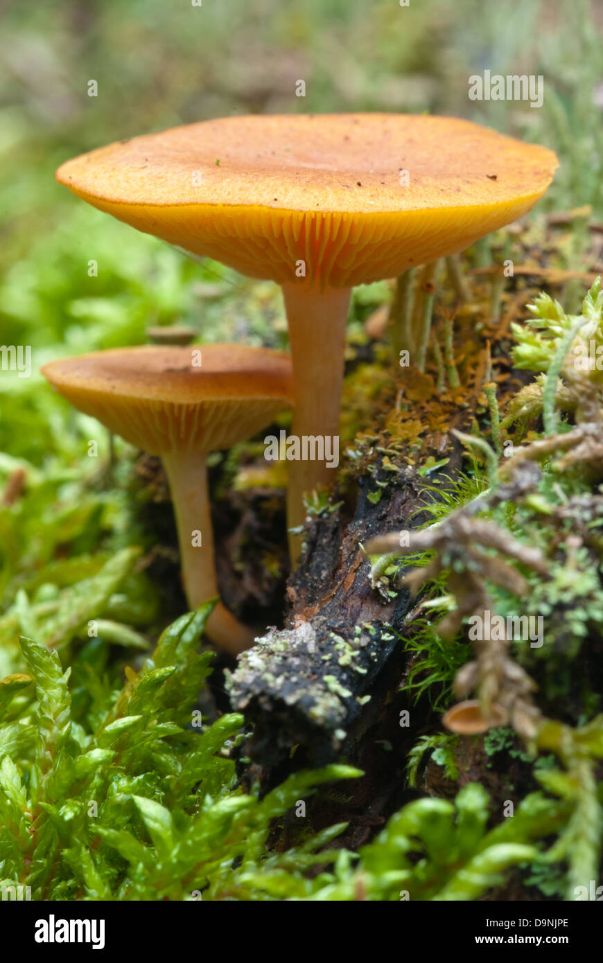 A a pair of orange mushrooms (Tricholomopsis spp.) growing amongst moss ...