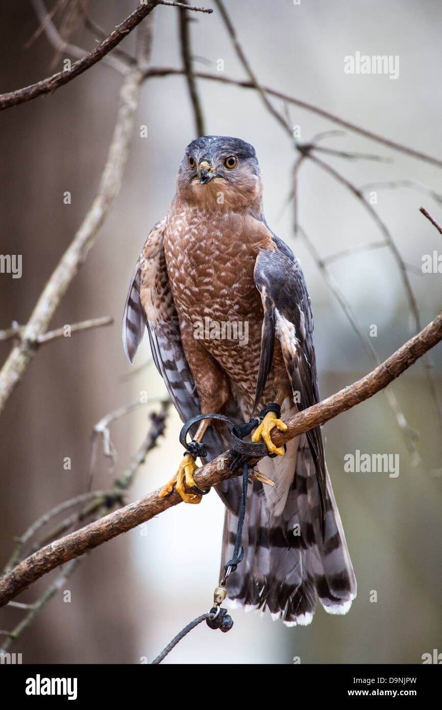 A Cooper's Hawk with a damaged and partially amputated beak. Carolina ...