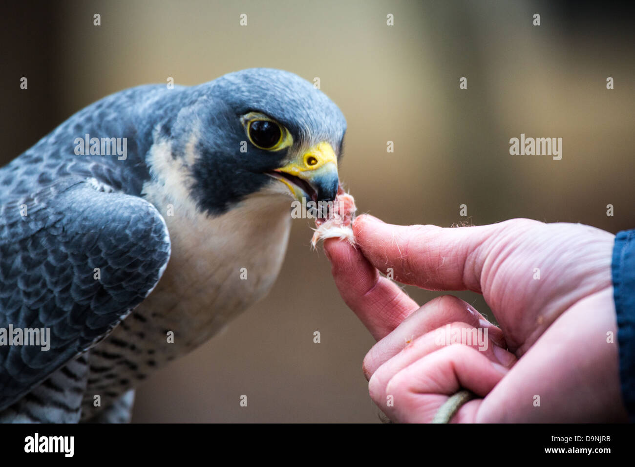A Peregrine Falcon poses for the camera at the Carolina Raptor Center ...