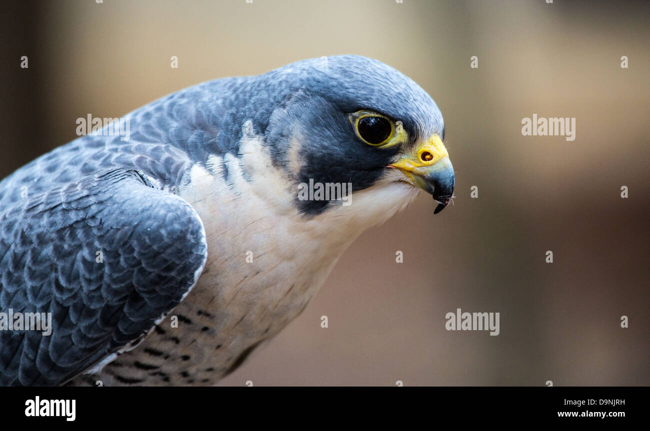 A Peregrine Falcon poses for the camera at the Carolina Raptor Center ...