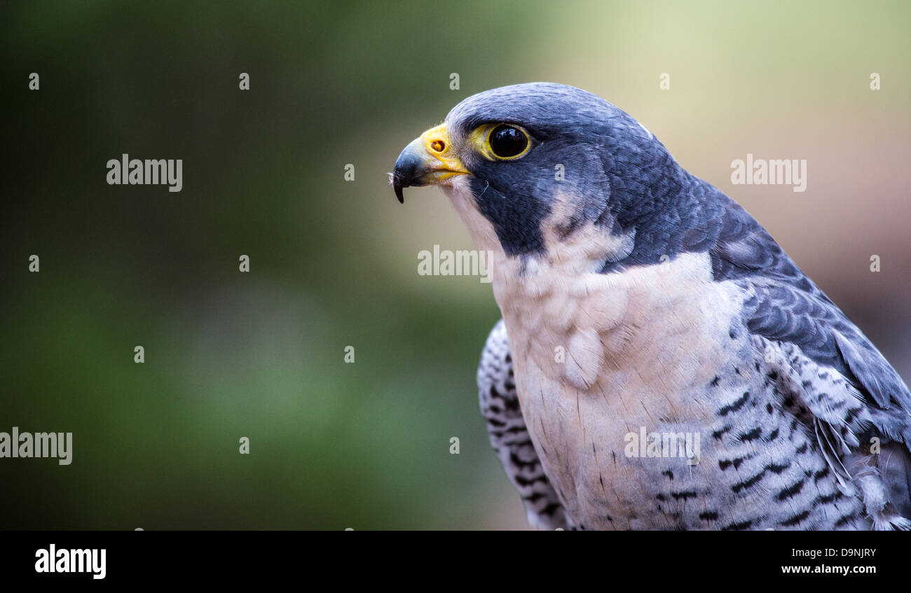 A Peregrine Falcon poses for the camera at the Carolina Raptor Center ...