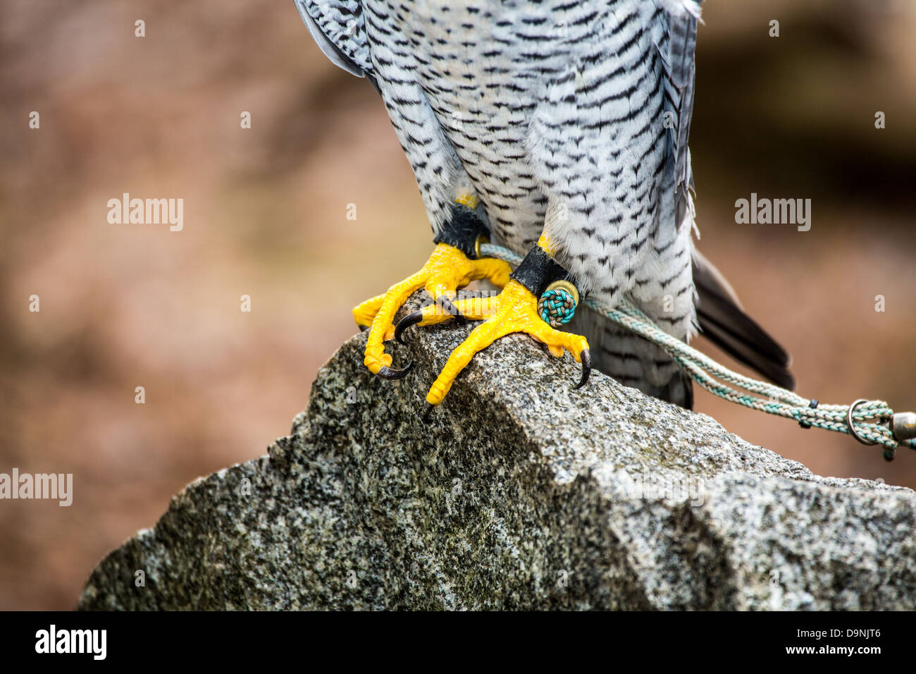 A Peregrine Falcon poses for the camera at the Carolina Raptor Center ...