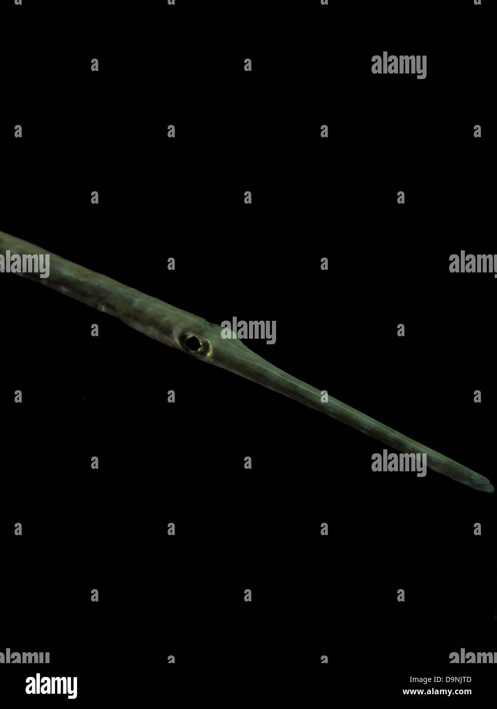 Red cornetfish hi-res stock photography and images - Alamy