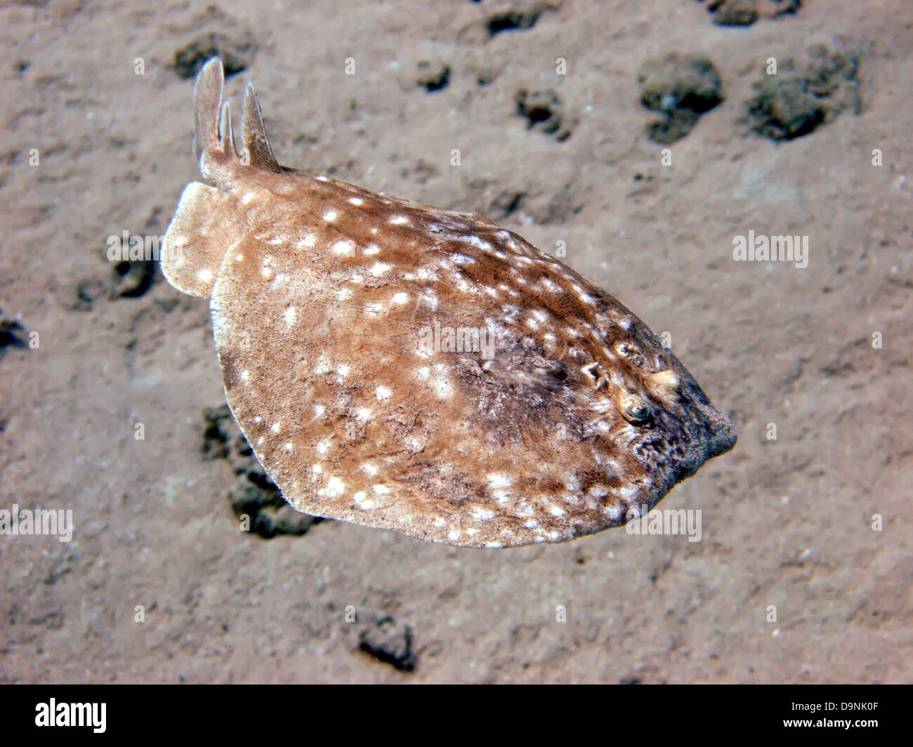 Leopard torpedo ray. (Torpedo panthera Stock Photo - Alamy