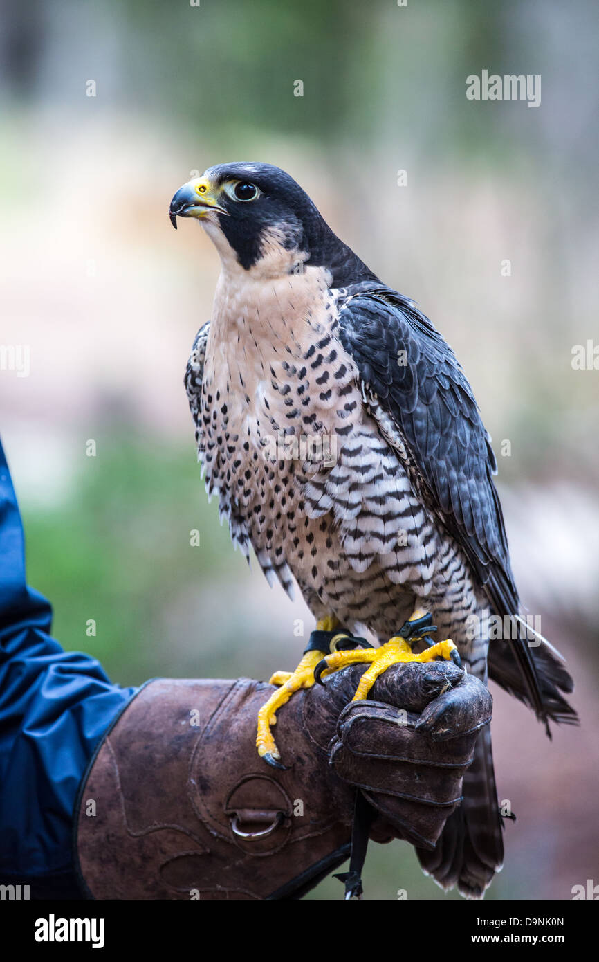 A Peregrine Falcon poses for the camera at the Carolina Raptor Center ...