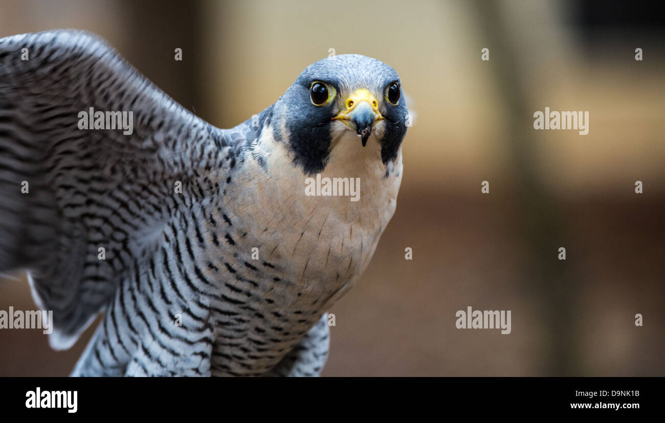 A Peregrine Falcon poses for the camera at the Carolina Raptor Center ...