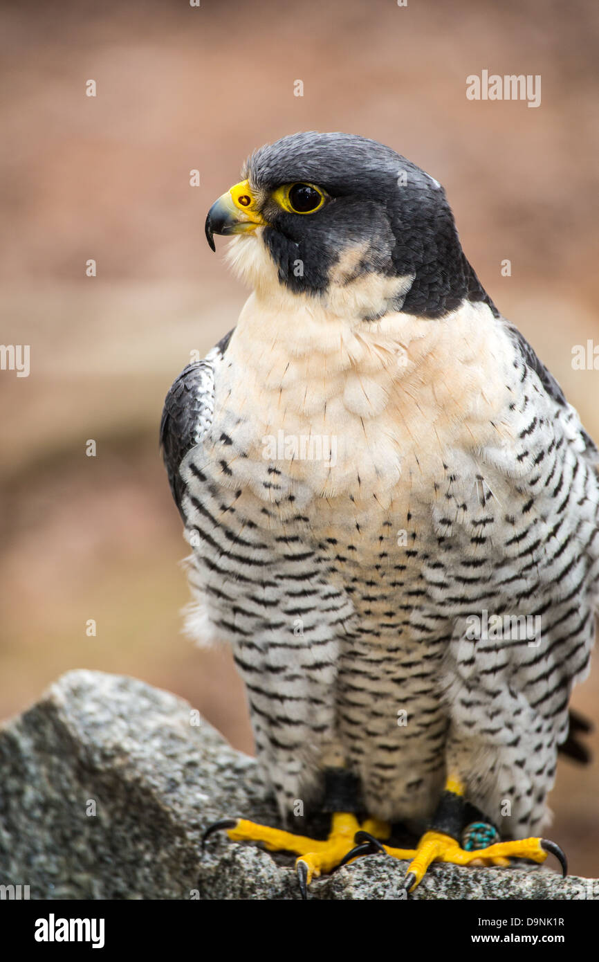 A Peregrine Falcon poses for the camera at the Carolina Raptor Center ...