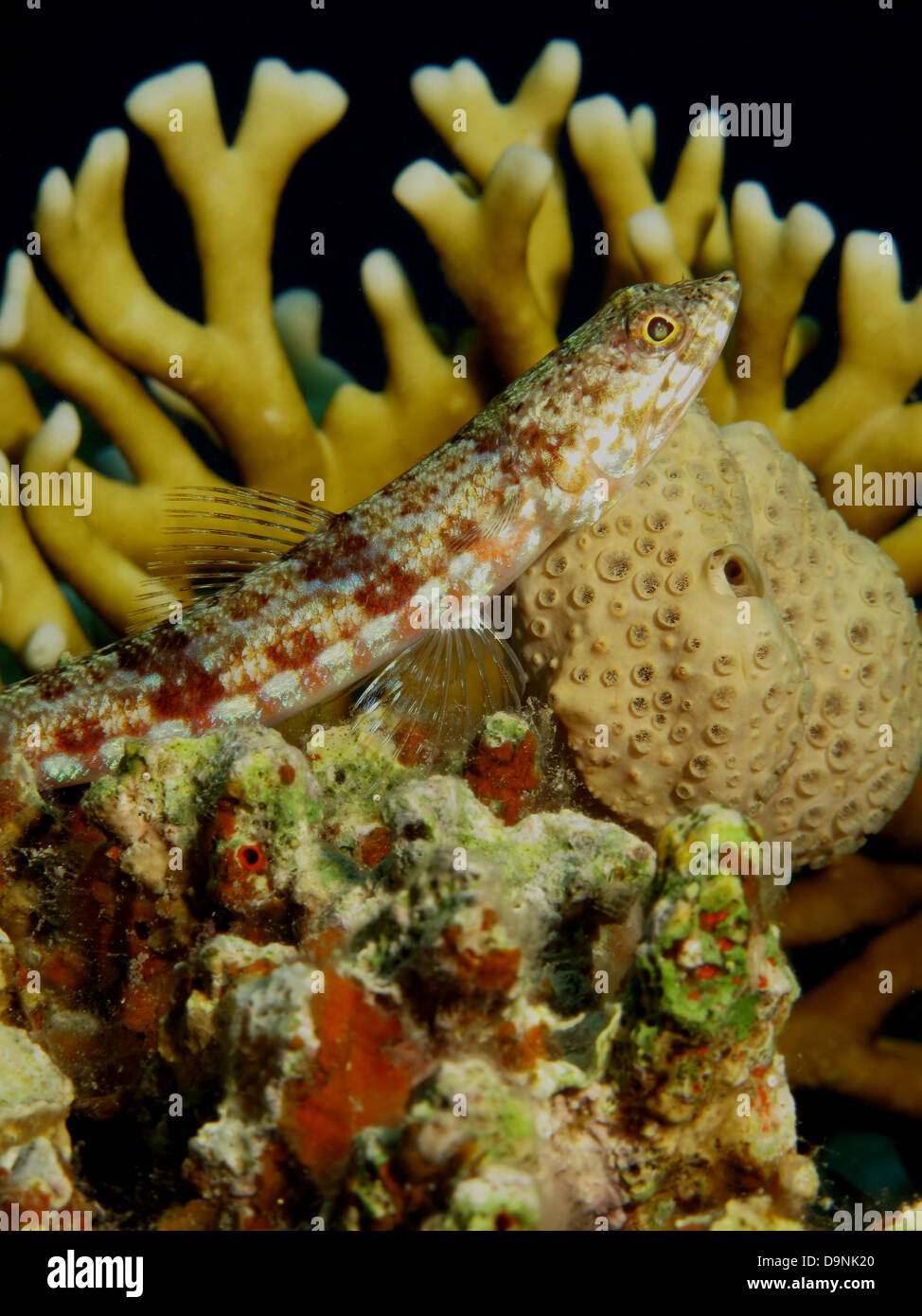 Underwater lizard hi-res stock photography and images - Alamy