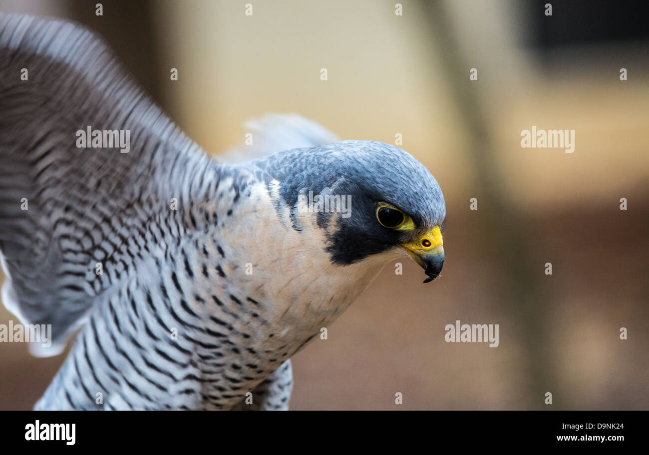 A Peregrine Falcon poses for the camera at the Carolina Raptor Center ...