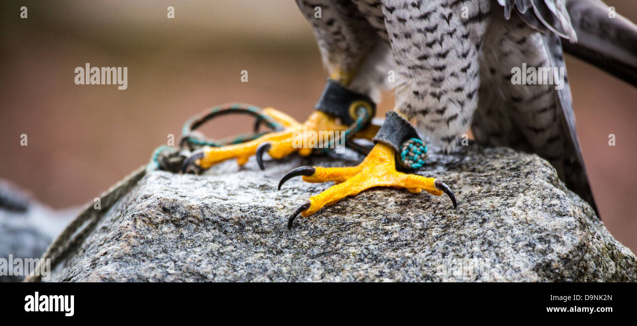 A Peregrine Falcon poses for the camera at the Carolina Raptor Center ...