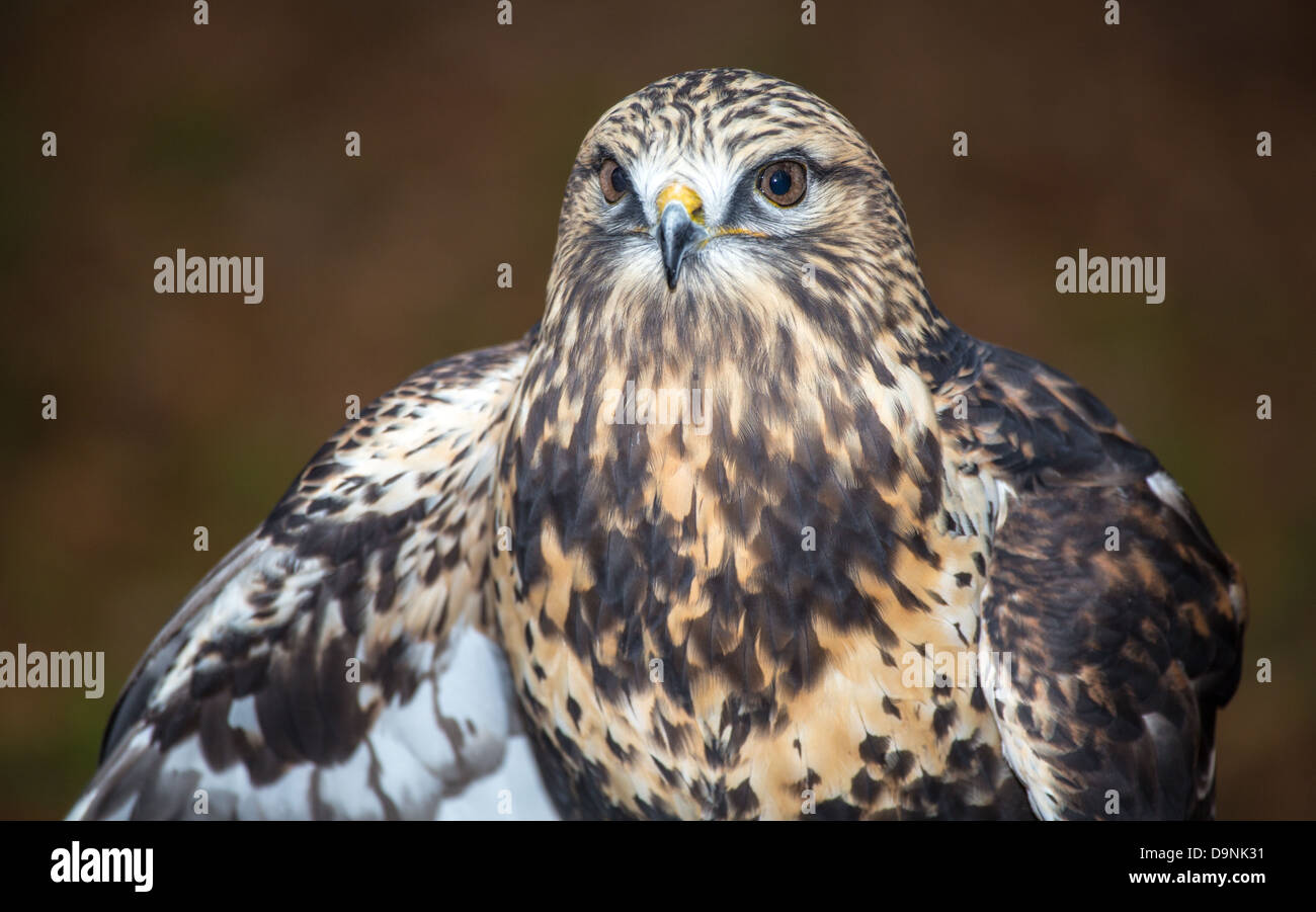 Majestic rough legged hawk hi-res stock photography and images - Alamy