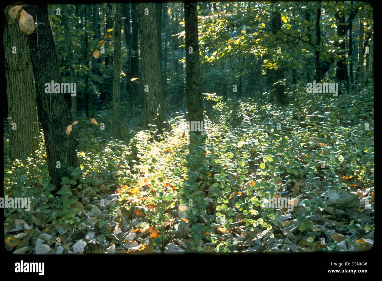 Colonial National Historical Park in Virginia preserves significant ...