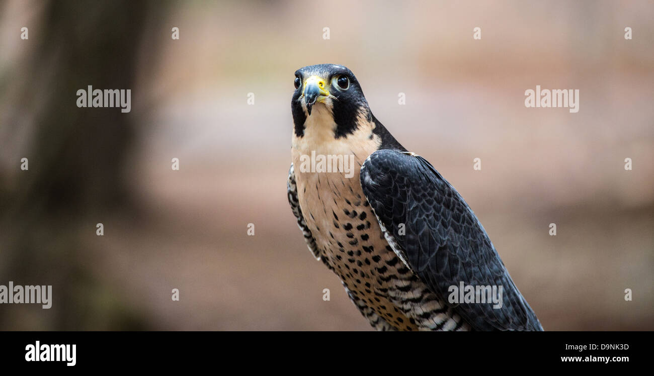 A Peregrine Falcon poses for the camera at the Carolina Raptor Center ...