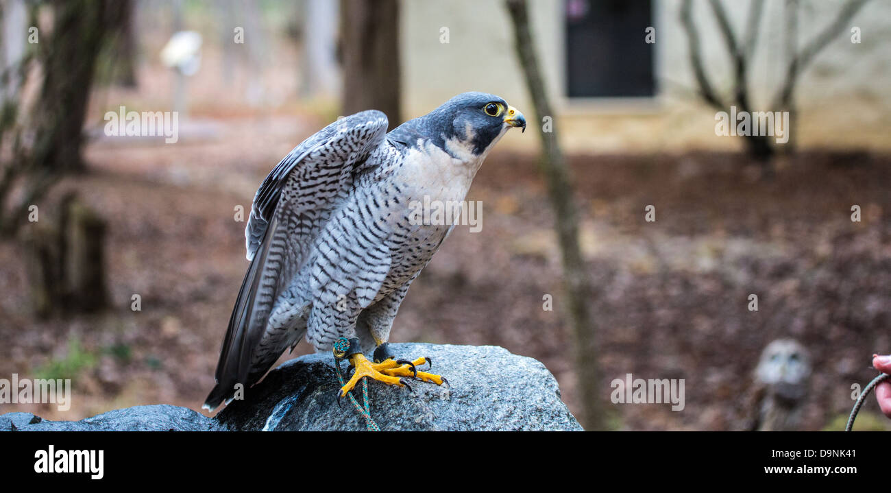 A Peregrine Falcon poses for the camera at the Carolina Raptor Center ...