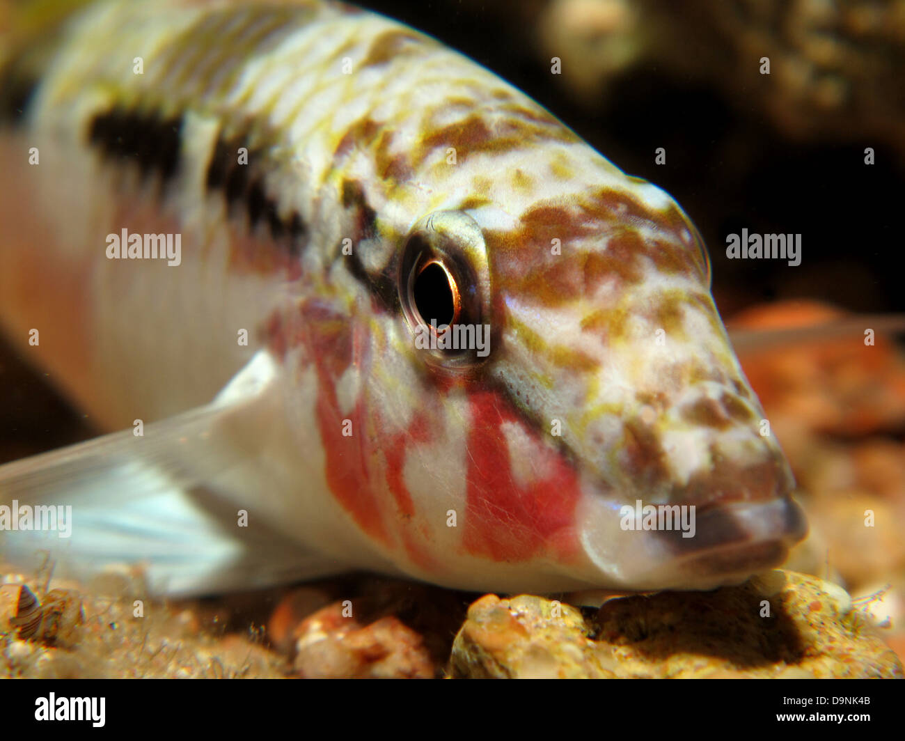 Red sea goatfish Stock Photo - Alamy