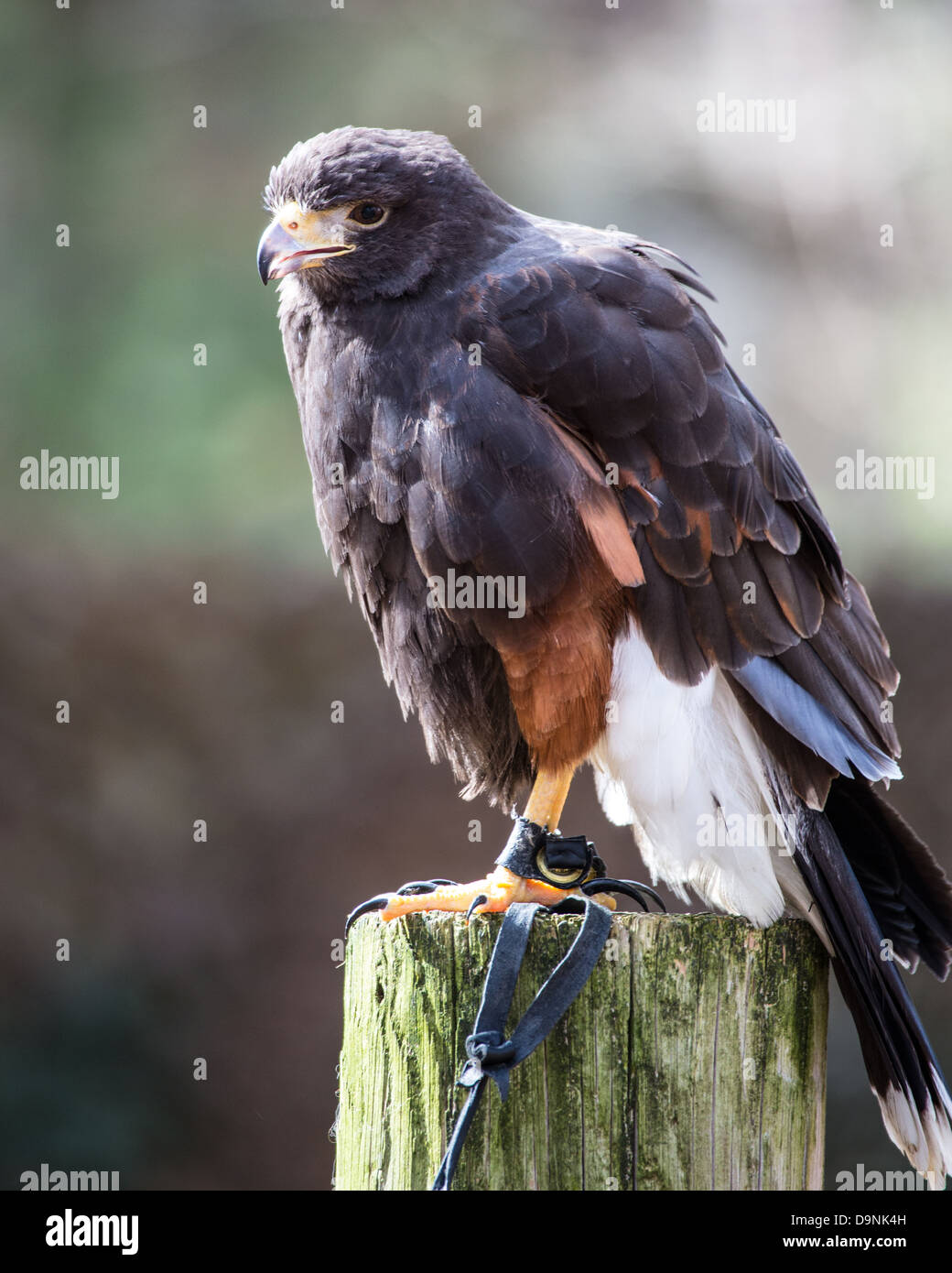 A Harris Hawk glares into the distance looking his next meal. Carolina ...
