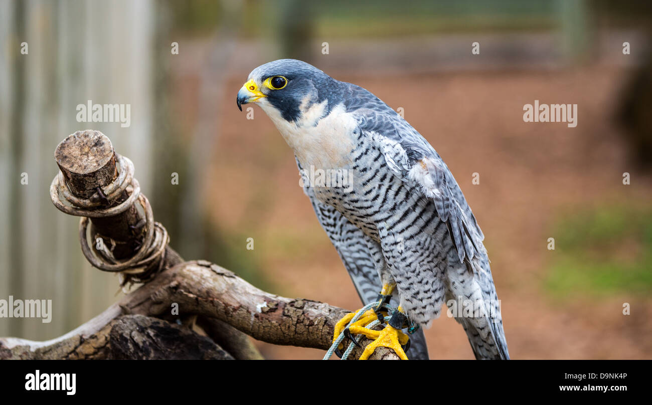 A Peregrine Falcon poses for the camera at the Carolina Raptor Center ...