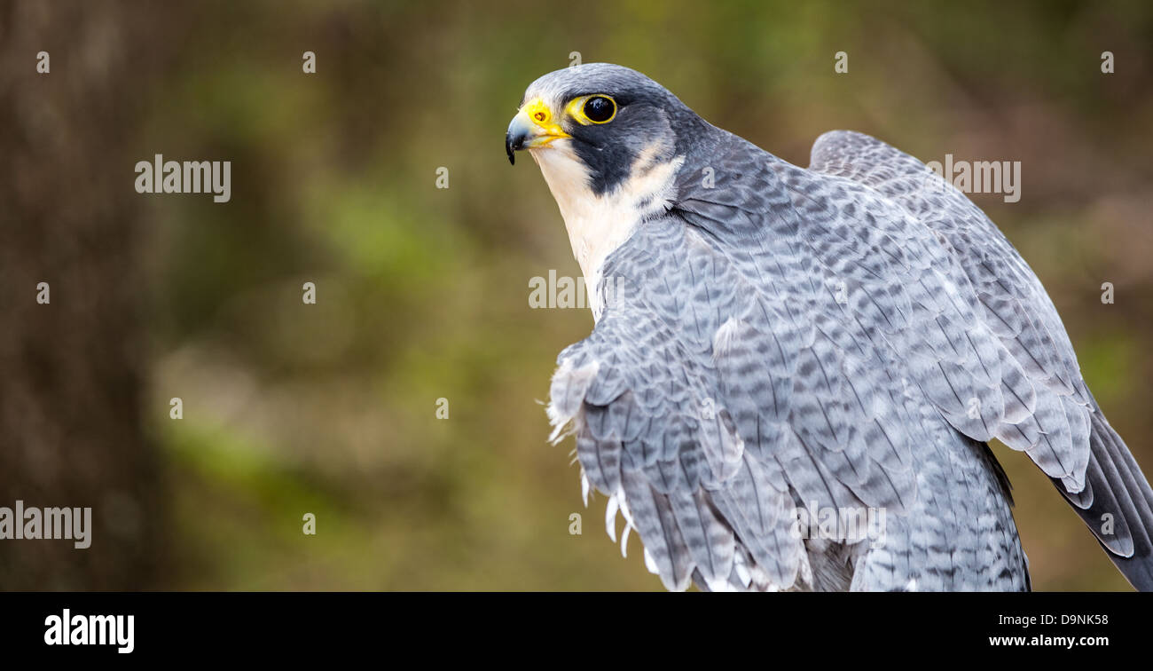 A Peregrine Falcon poses for the camera at the Carolina Raptor Center ...