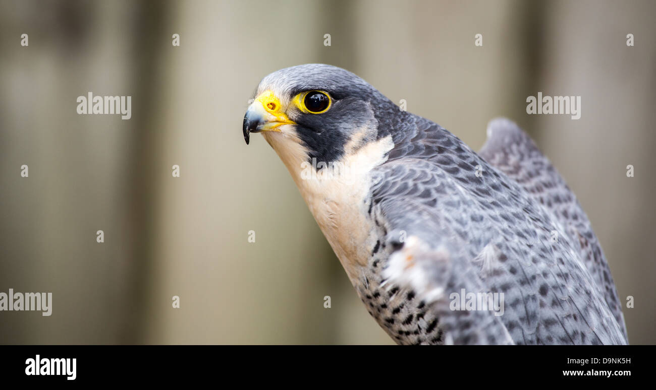 A Peregrine Falcon poses for the camera at the Carolina Raptor Center ...