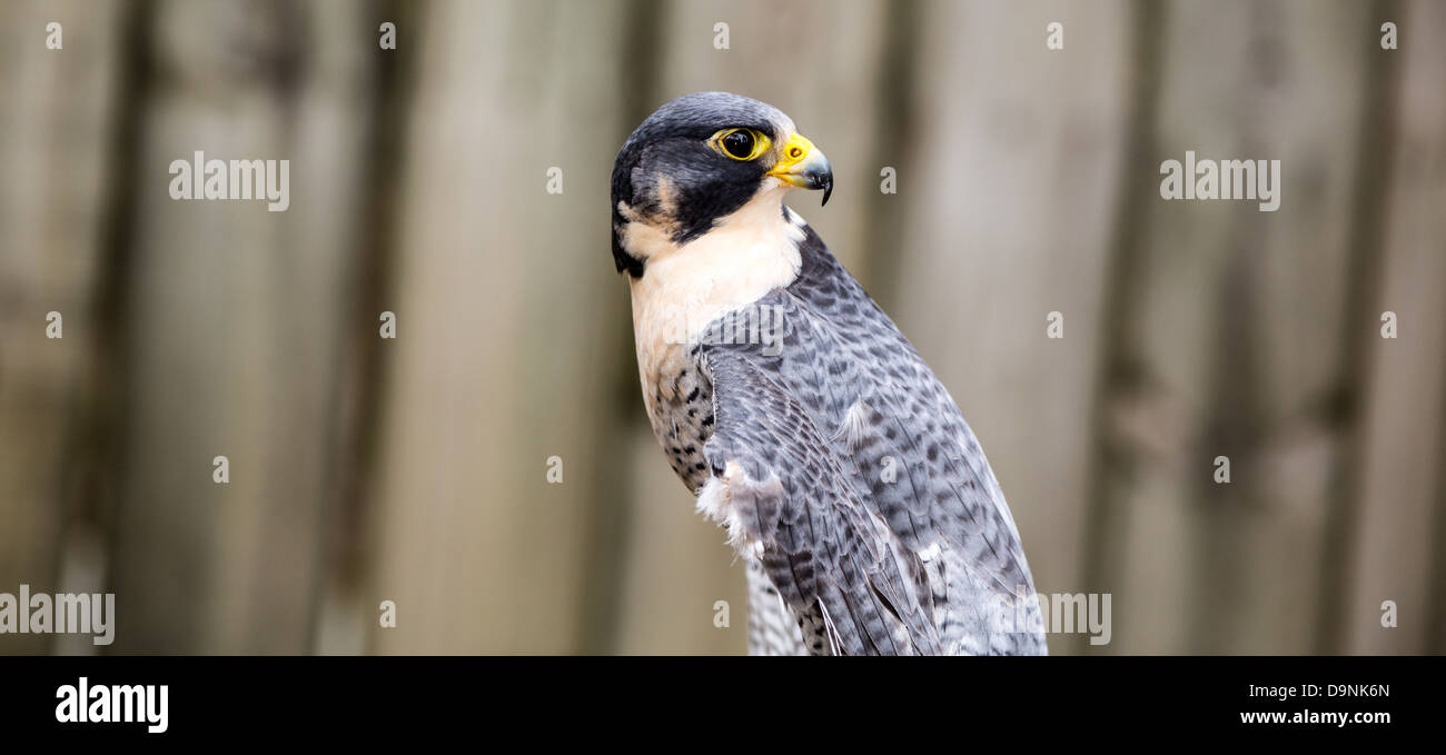 A Peregrine Falcon poses for the camera at the Carolina Raptor Center ...