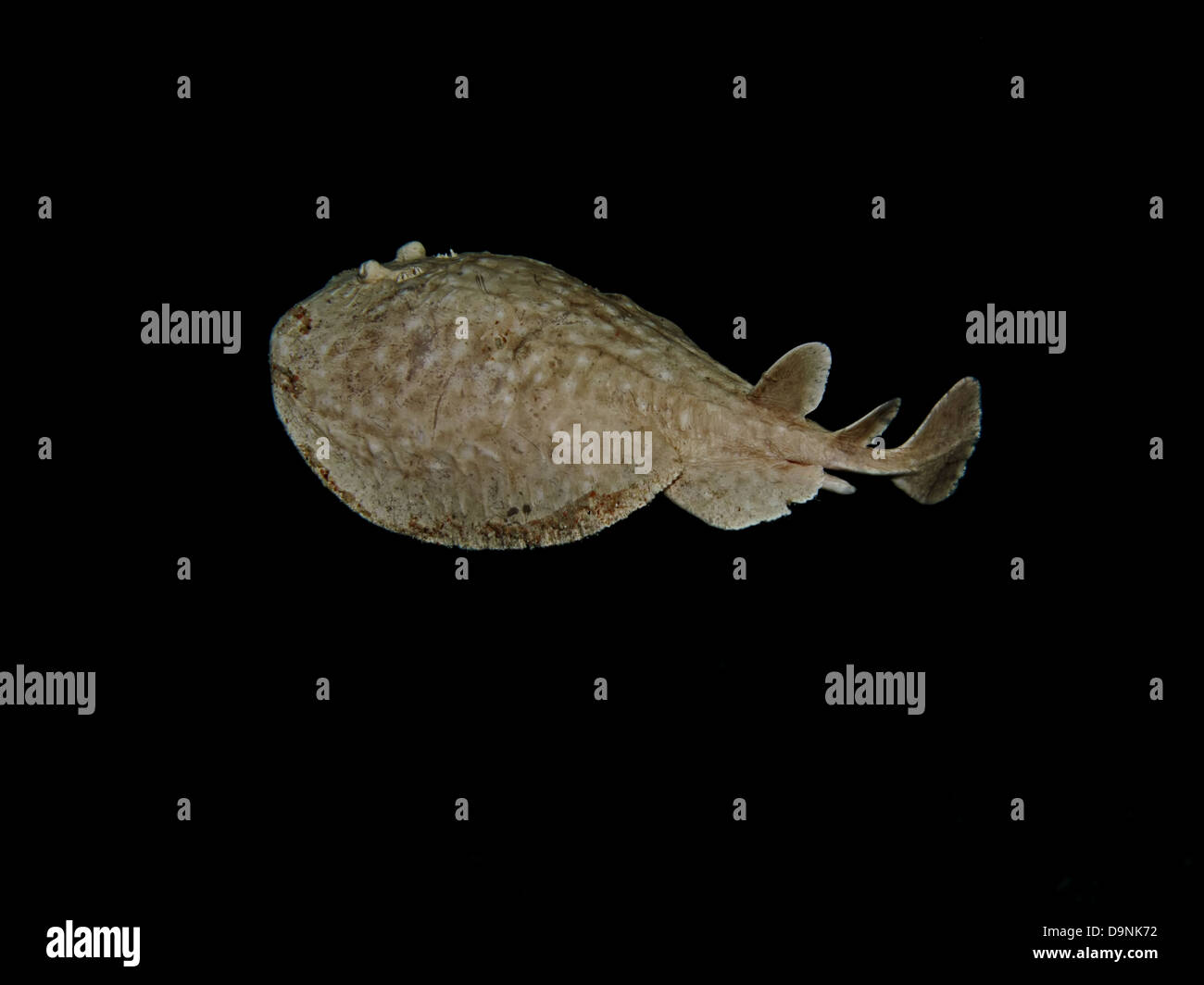 Leopard torpedo ray torpedo panthera hi-res stock photography and ...