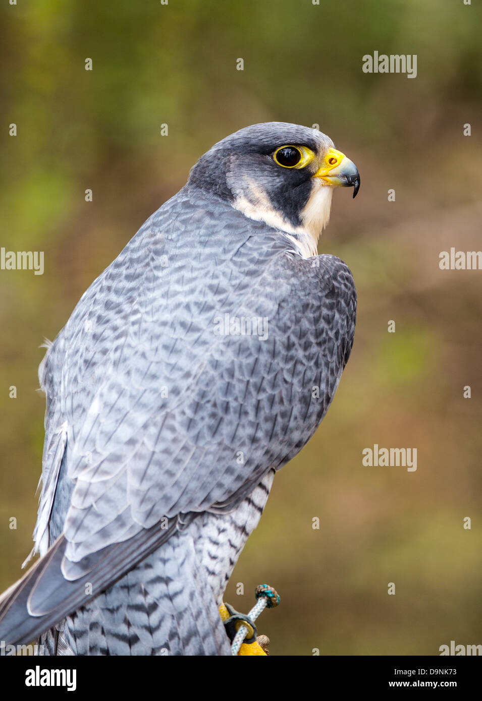 A Peregrine Falcon poses for the camera at the Carolina Raptor Center ...