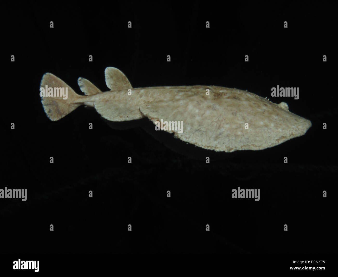 Torpedo ray hi-res stock photography and images - Alamy