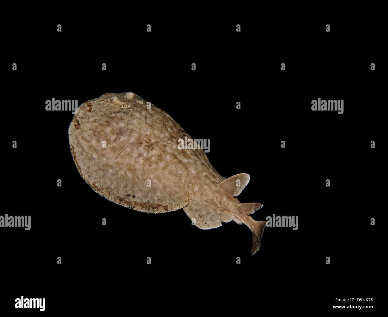 Leopard torpedo ray torpedo panthera hi-res stock photography and ...