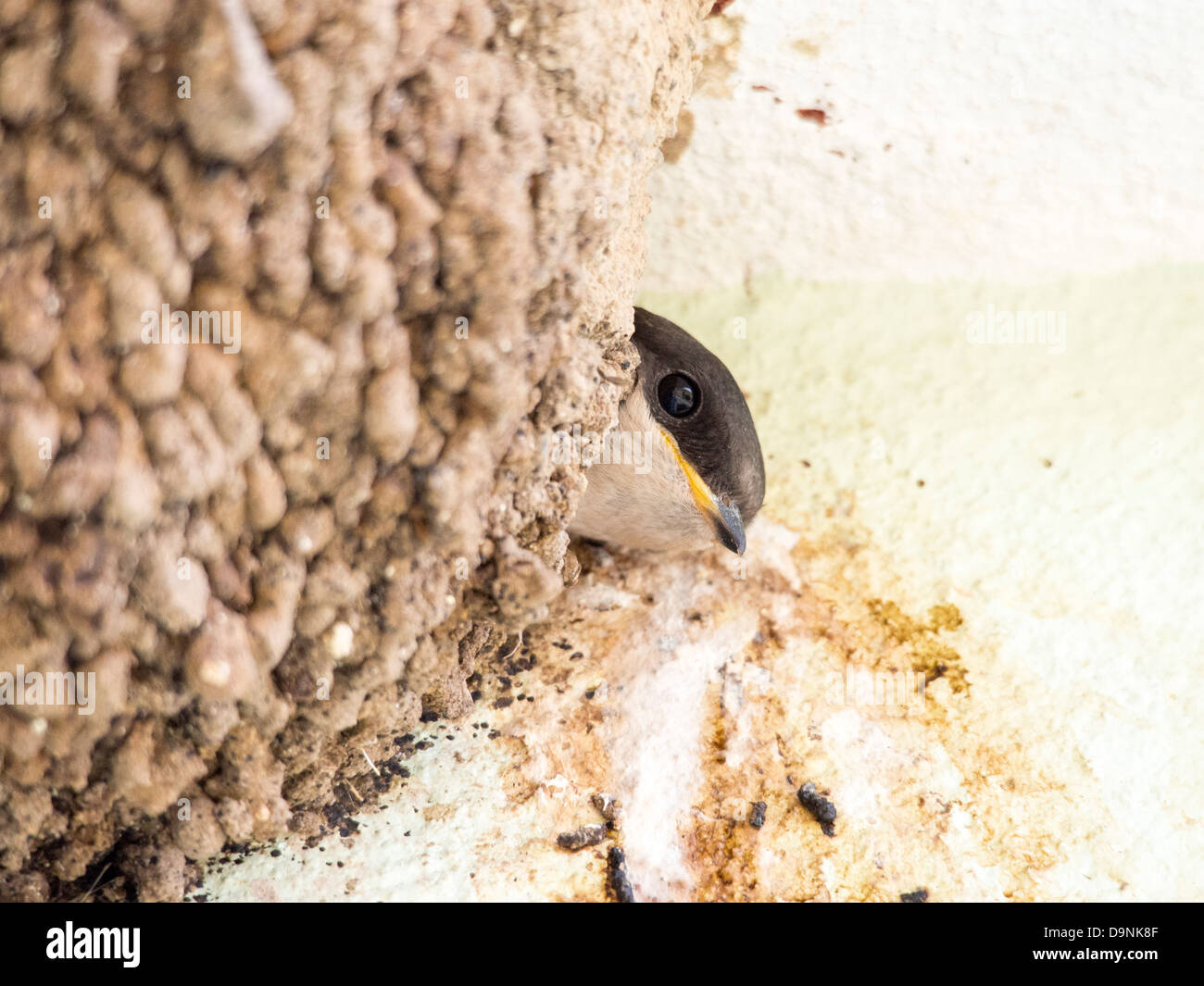 A fledgling house Martin (Delichon urbicum) in its nest on Lesvos ...