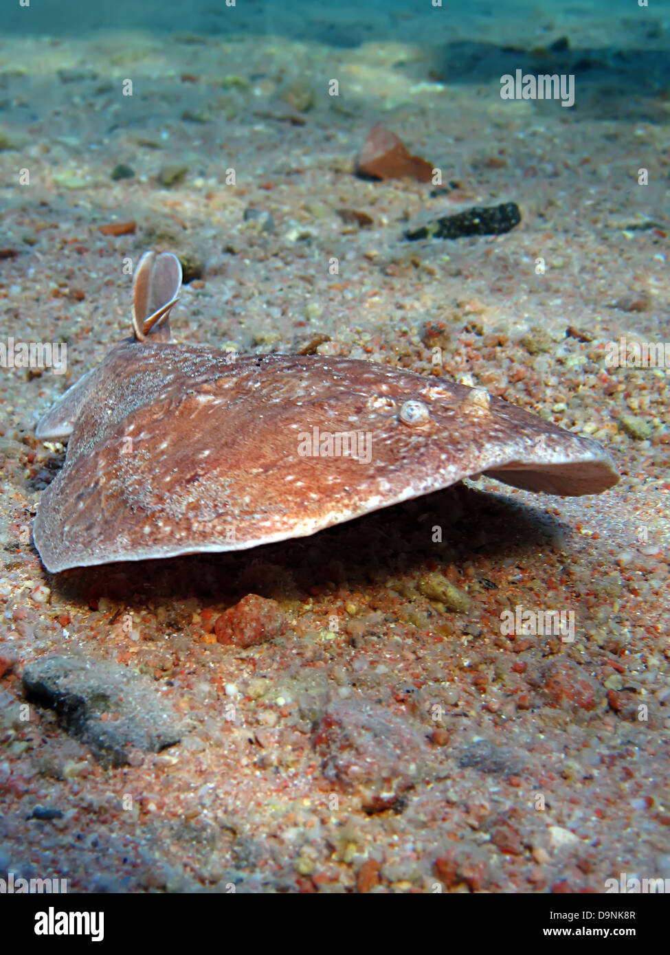 Leopard torpedo ray. (Torpedo panthera Stock Photo - Alamy