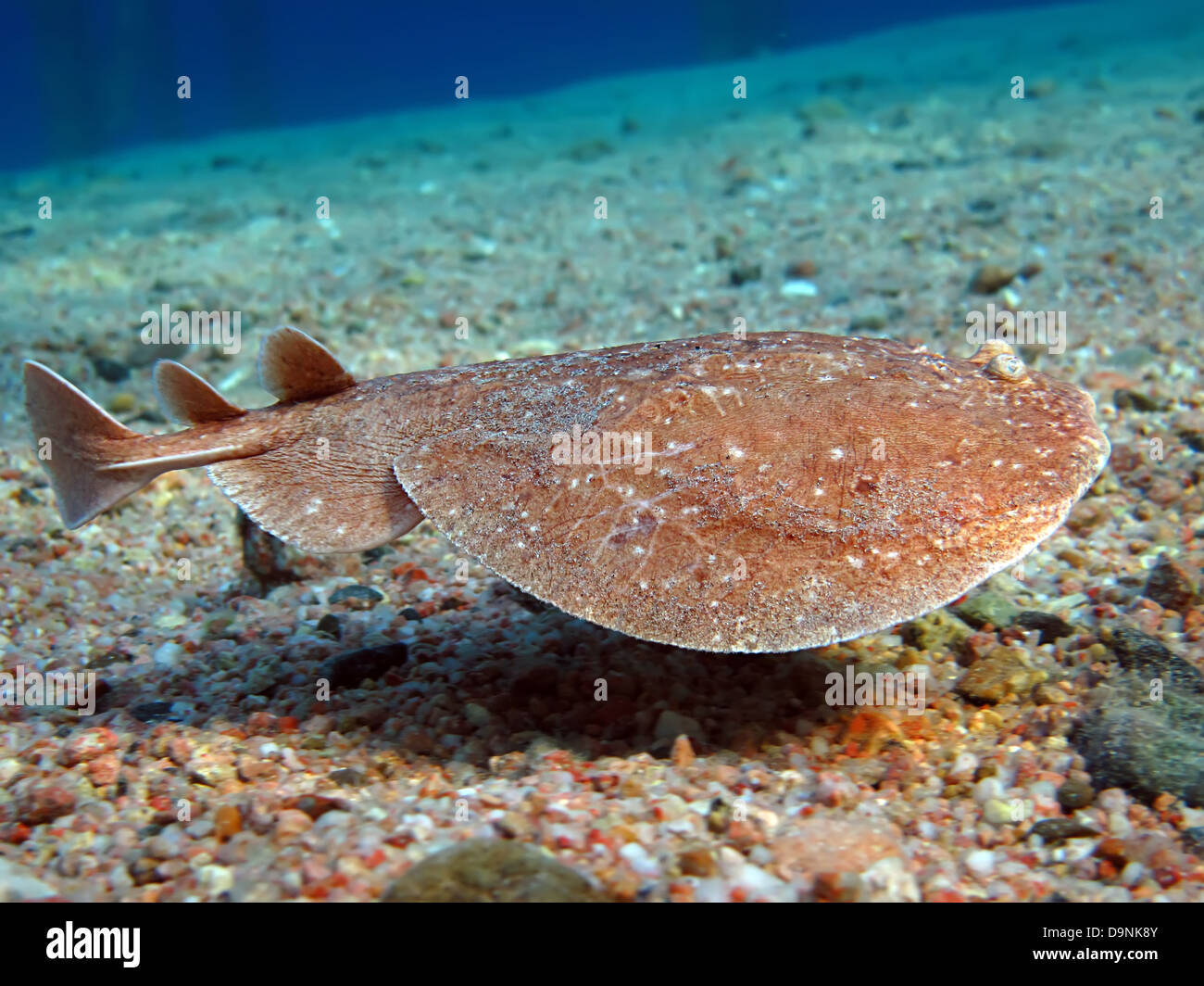 Leopard torpedo ray. (Torpedo panthera Stock Photo - Alamy