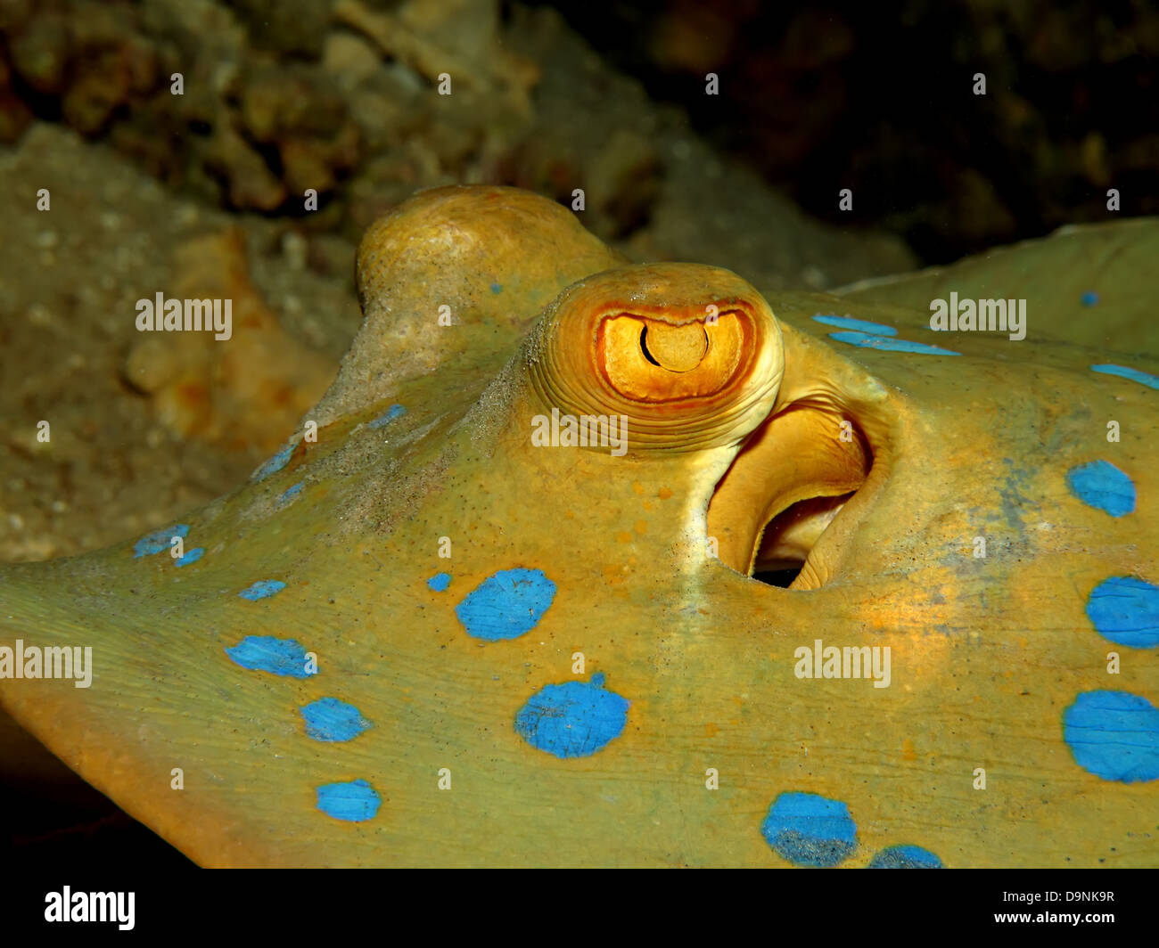 Bluespotted stingray taeniura lymma hi-res stock photography and images ...