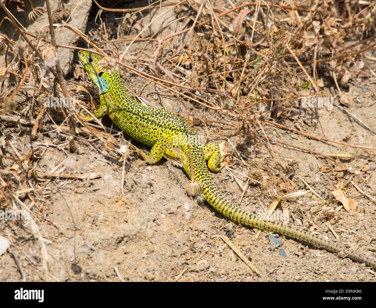 A Sand lizard (Lacerta agilis) in its mating colours on Lesvos, Greece ...