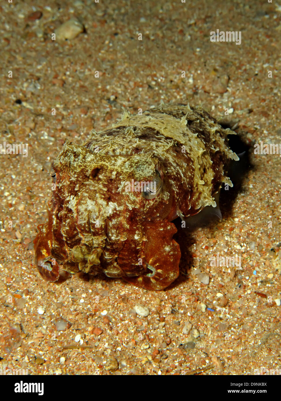 Hooded Cuttlefish (Sepia prashadi Stock Photo - Alamy