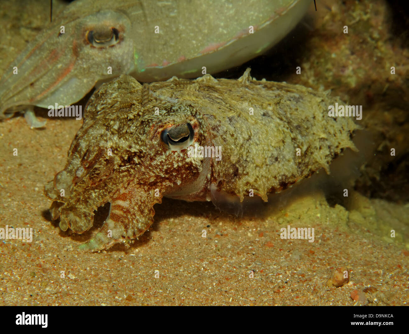 Hooded Cuttlefish (Sepia prashadi Stock Photo - Alamy