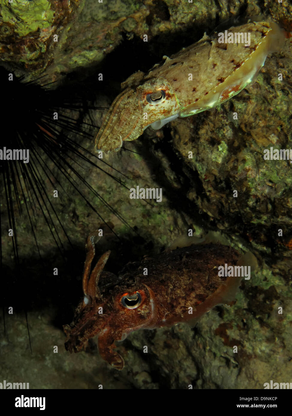 Hooded Cuttlefish (Sepia prashadi Stock Photo - Alamy