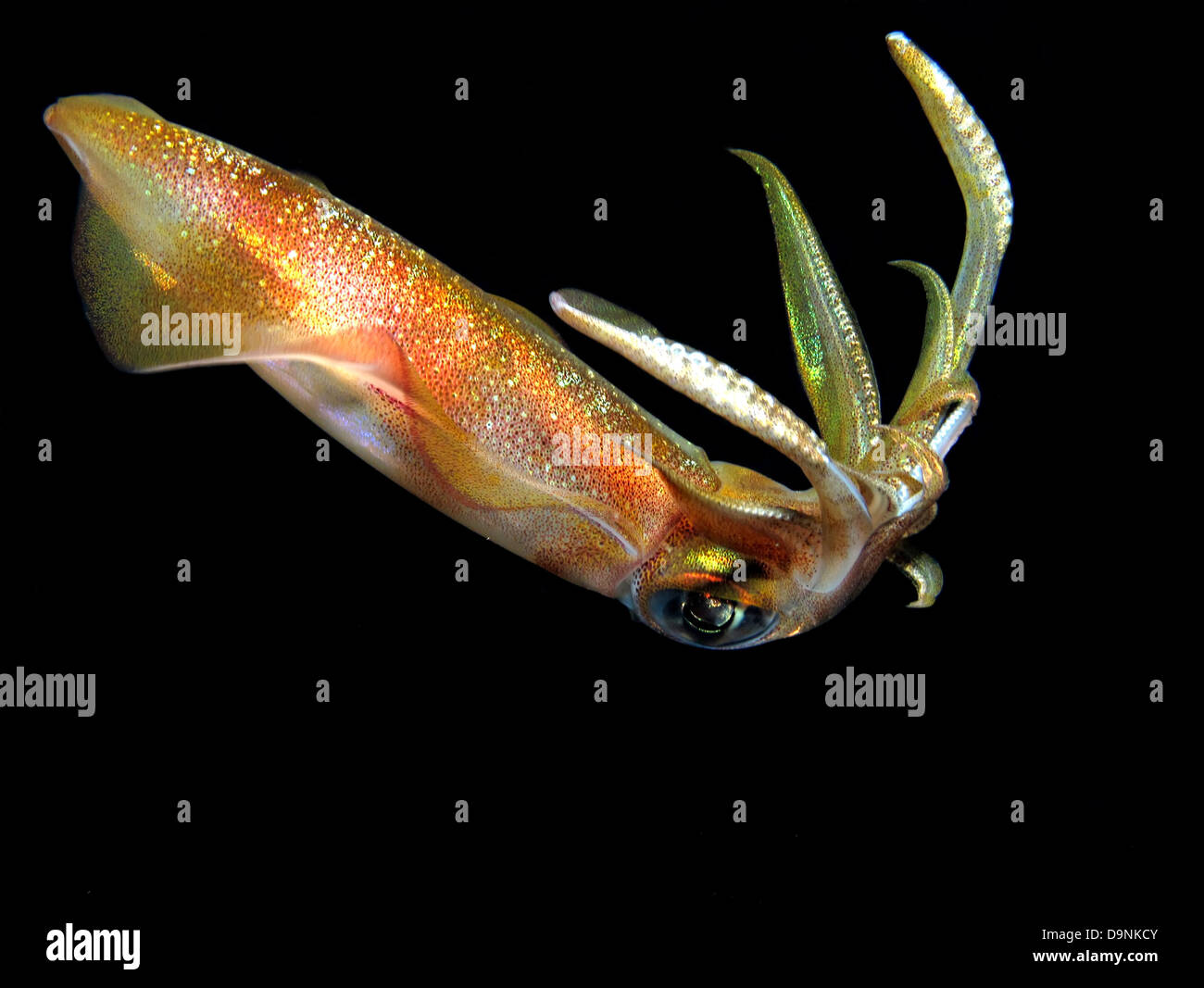 Squid ocean night hi-res stock photography and images - Alamy
